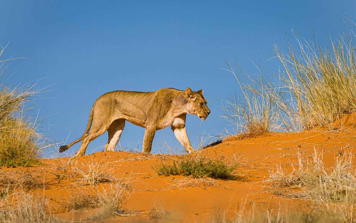 My Very Final Meal in the Somali Desert | by Beth Riungu | The Memoirist | Medium