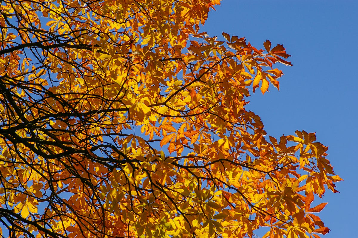 The American Chestnut. American Chestnut trees. | by C. L. Beard ...