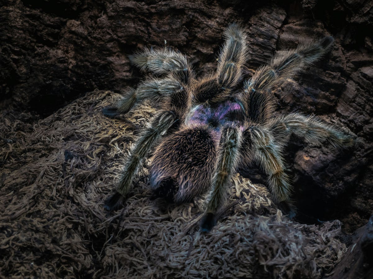 The world’s most dangerous spiders | by shashika deshan | ILLUMINATION ...