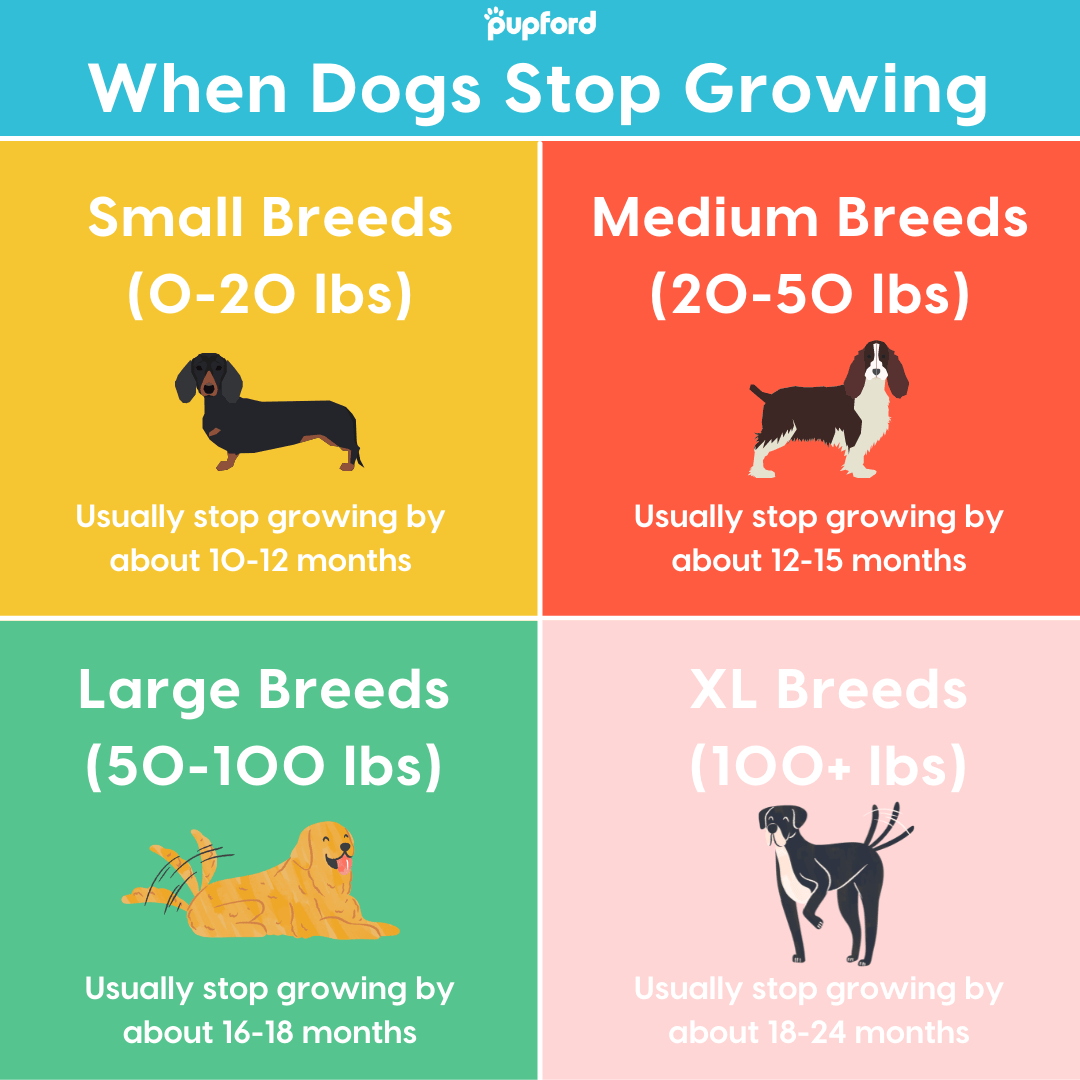 How Long Do Dogs Grow Before They Stop: Key Insights | by Helen C ...