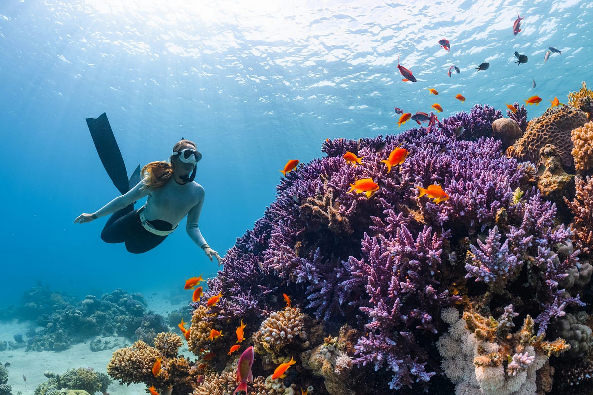 Quiet Scuba Diving Spots for Adventure Enthusiasts Explore Hidden Gems ...