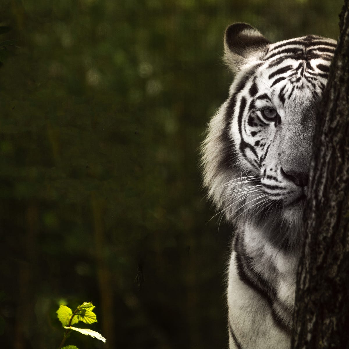 I See People As Animals. A while back I read an open question… | by ...