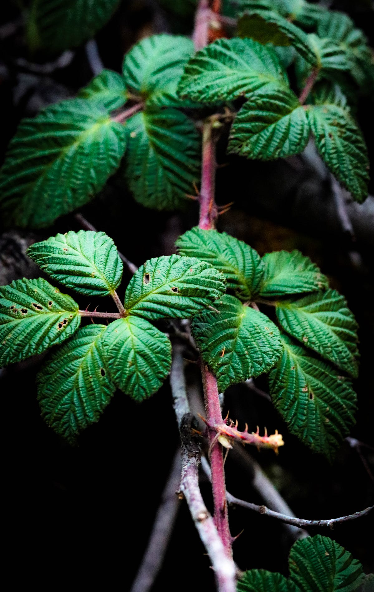 Bramble - Charles Tinkerman - Medium