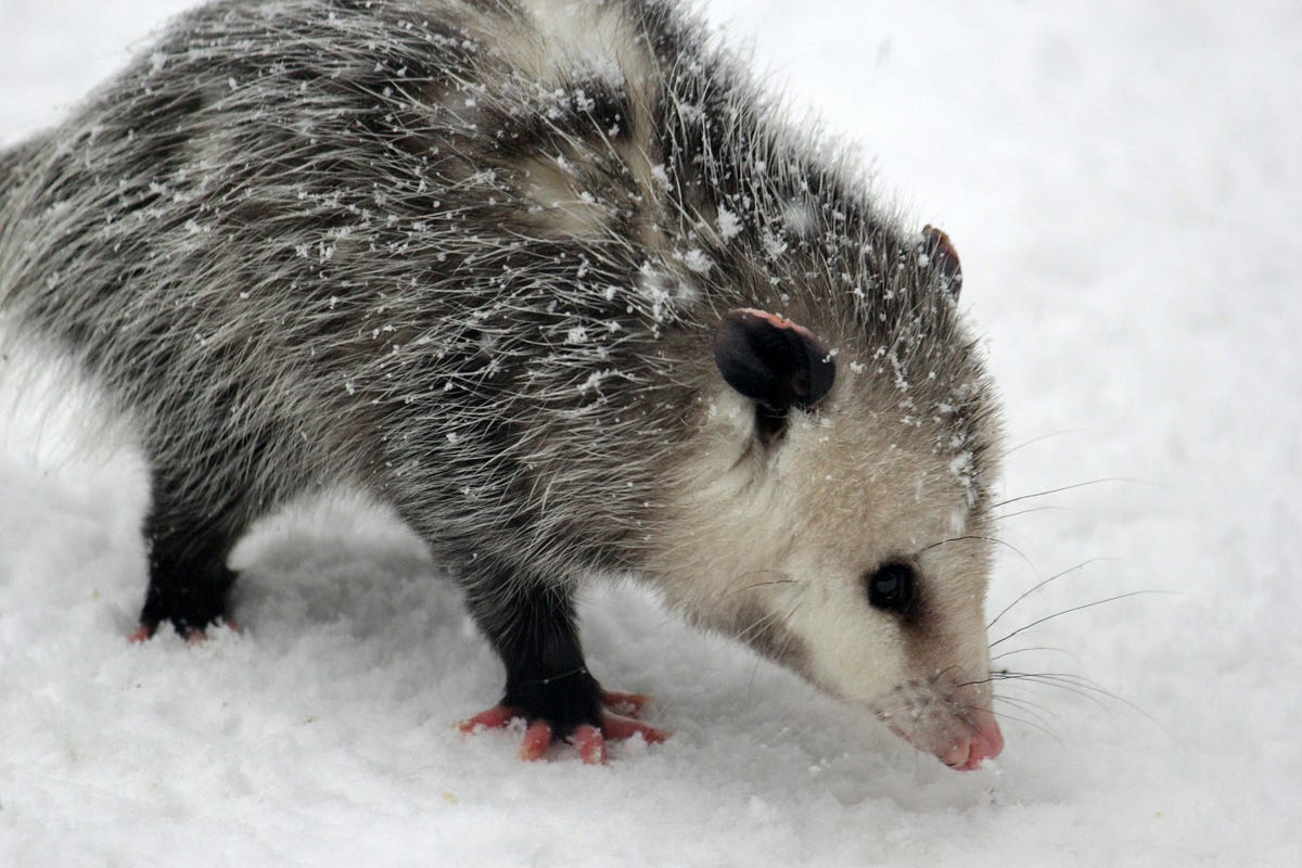 Possum Paws. Who Knew? | by Cheryl Thomas | The Howling Owl | Feb, 2025 ...