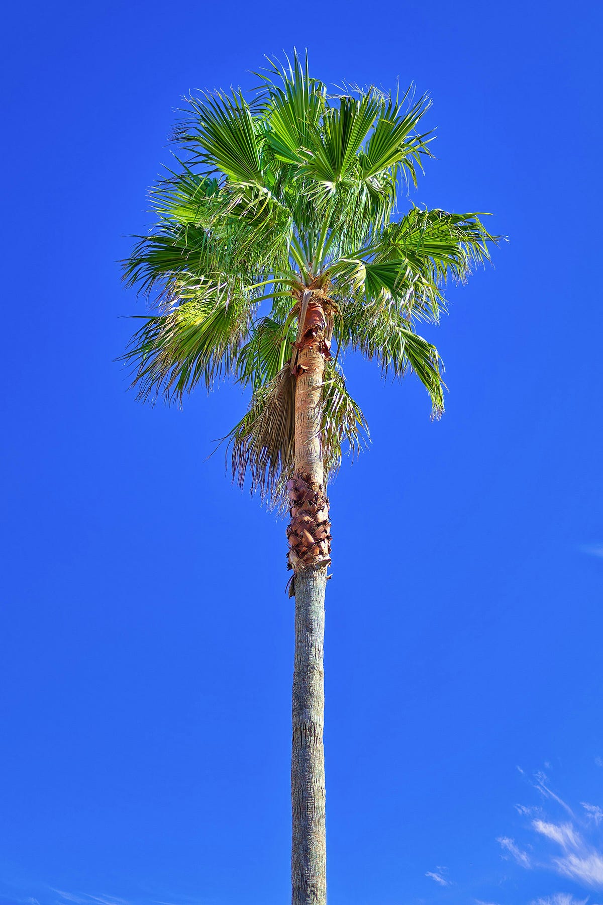 The Palm Trees Were a Shock - Colleen McManus Hein - Medium