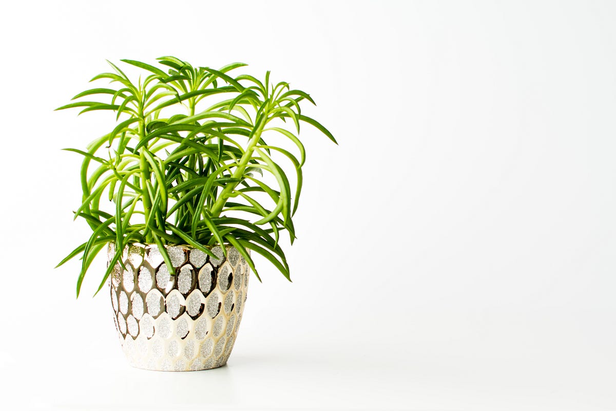 Create an advanced plugin for Nera | by Micha B | Medium