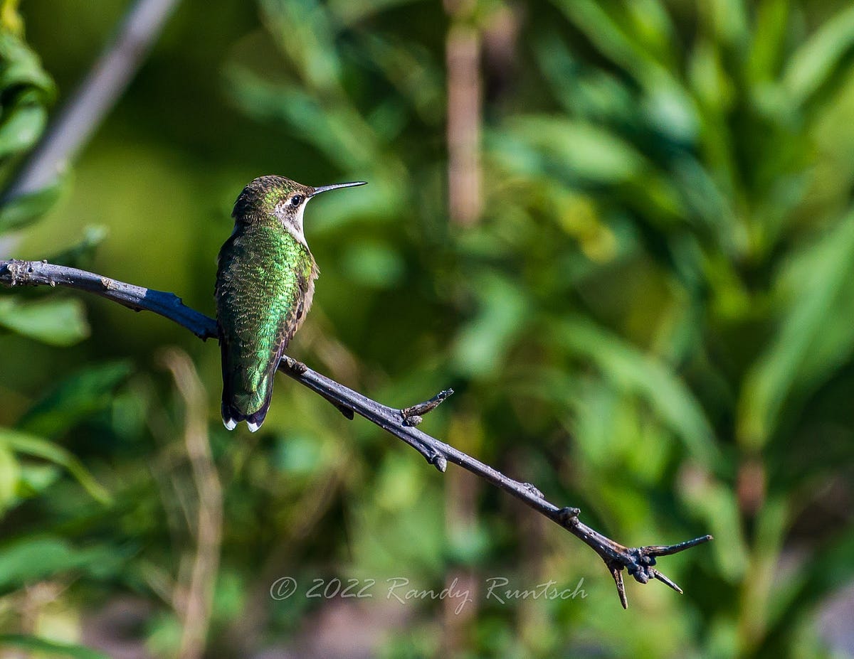 Track Birds in Your Yard or Garden with eBird Checklists | by Randy ...