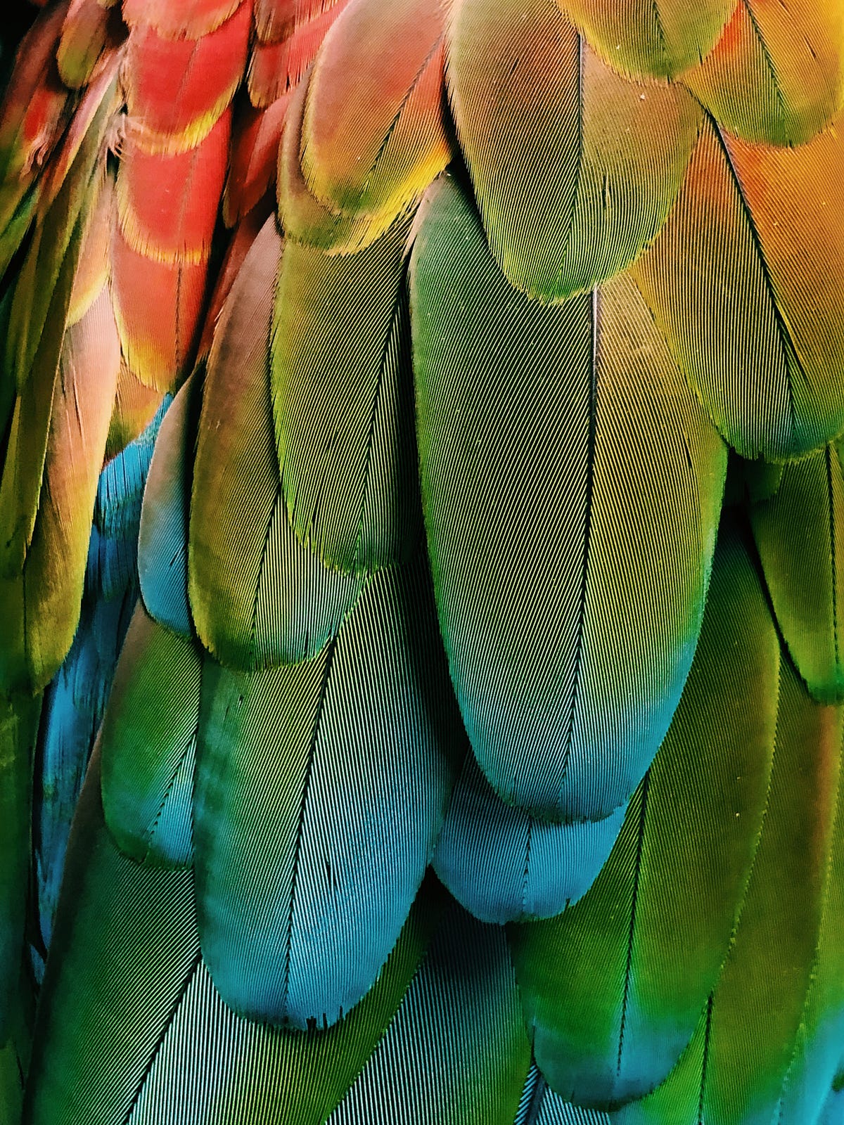 The Spiritual Significance of Various Colored Feathers | by Marta ...