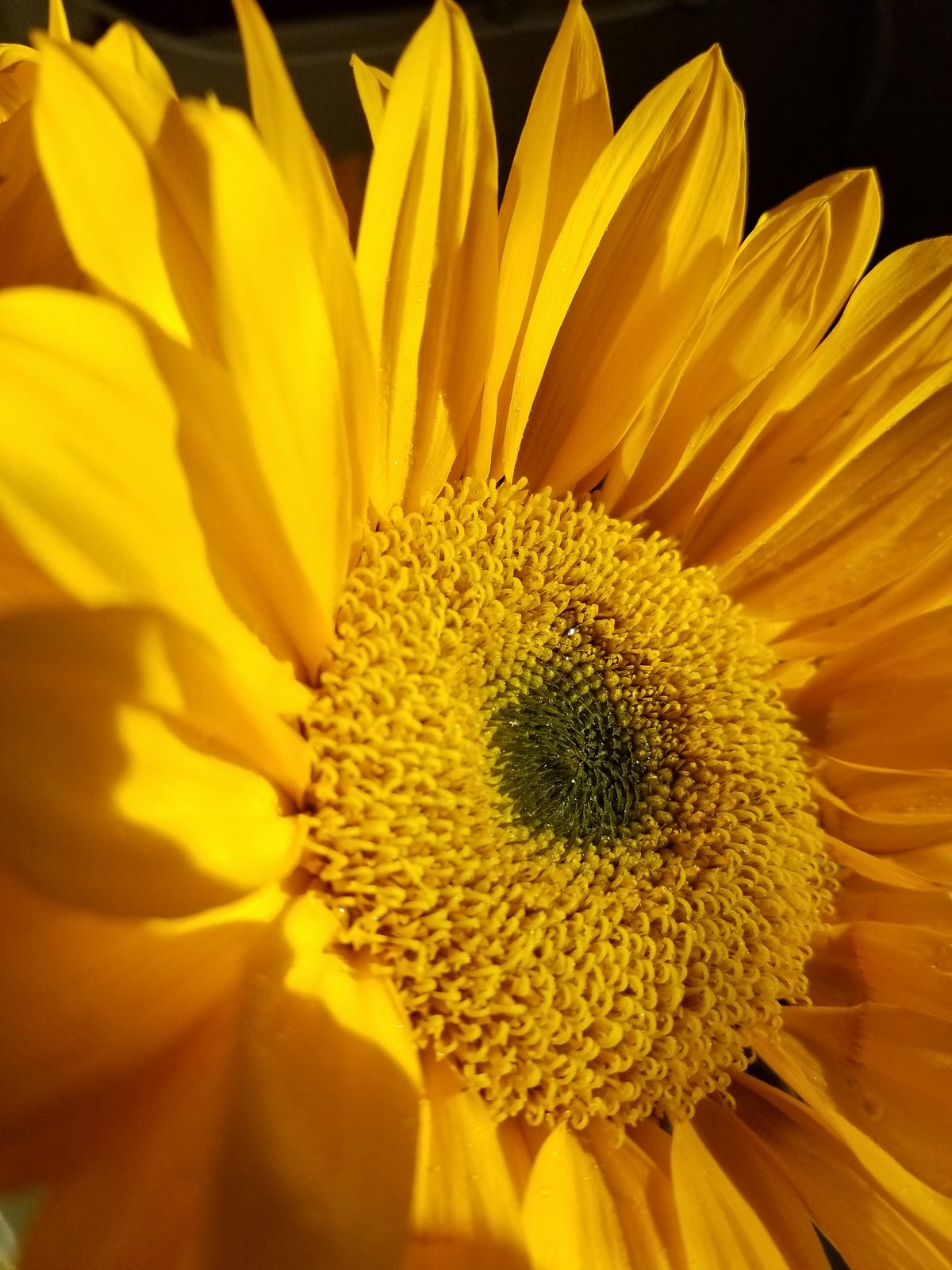 The Rule of Recursion: How Systematic Thinking Unlocks the Fibonacci ...
