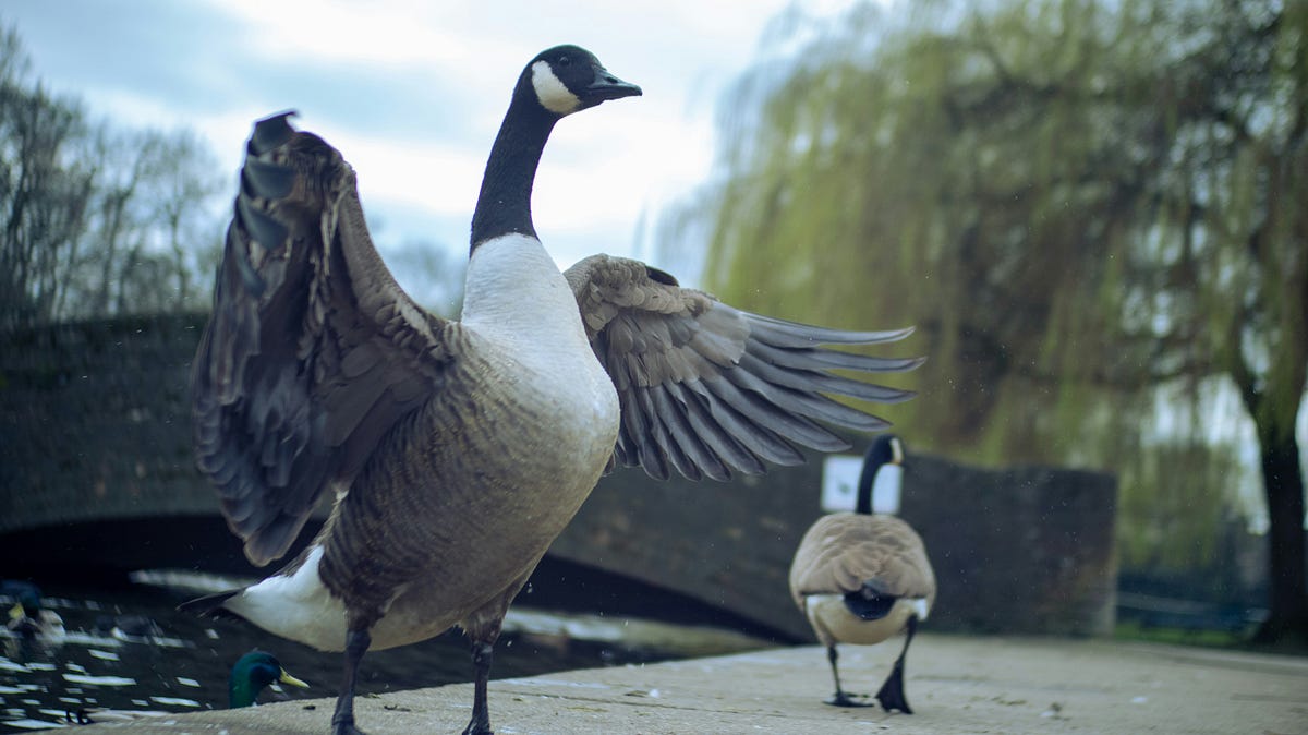 Are Geese as Violent as People Say? | by The Island | The Island ...