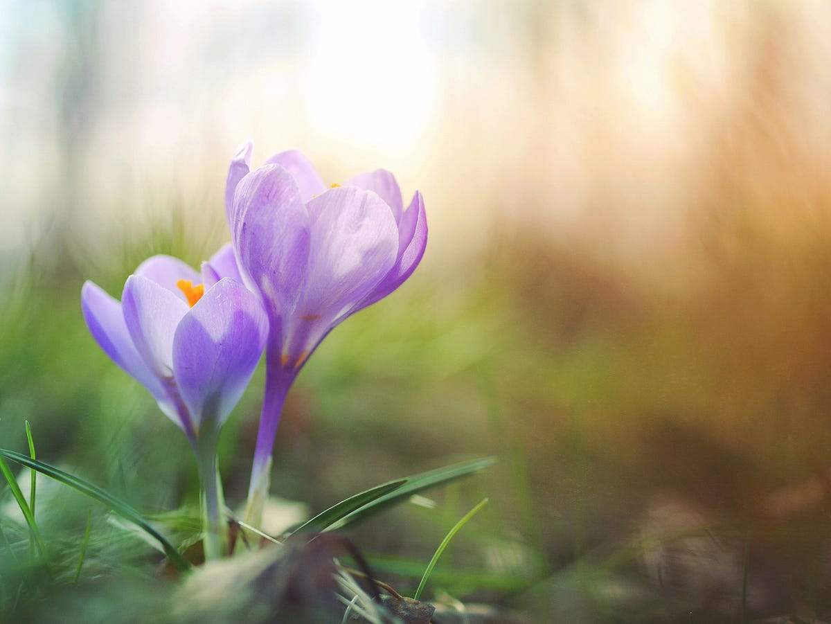 Spring into Writing: 30 Prompts for a Creative April | by Julia A ...