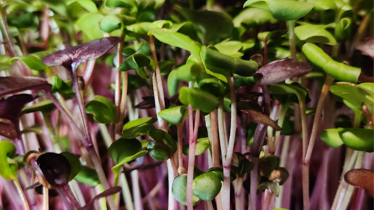 From Seed to Harvest: The Life Cycle of Microgreens | by Dakota Welker ...