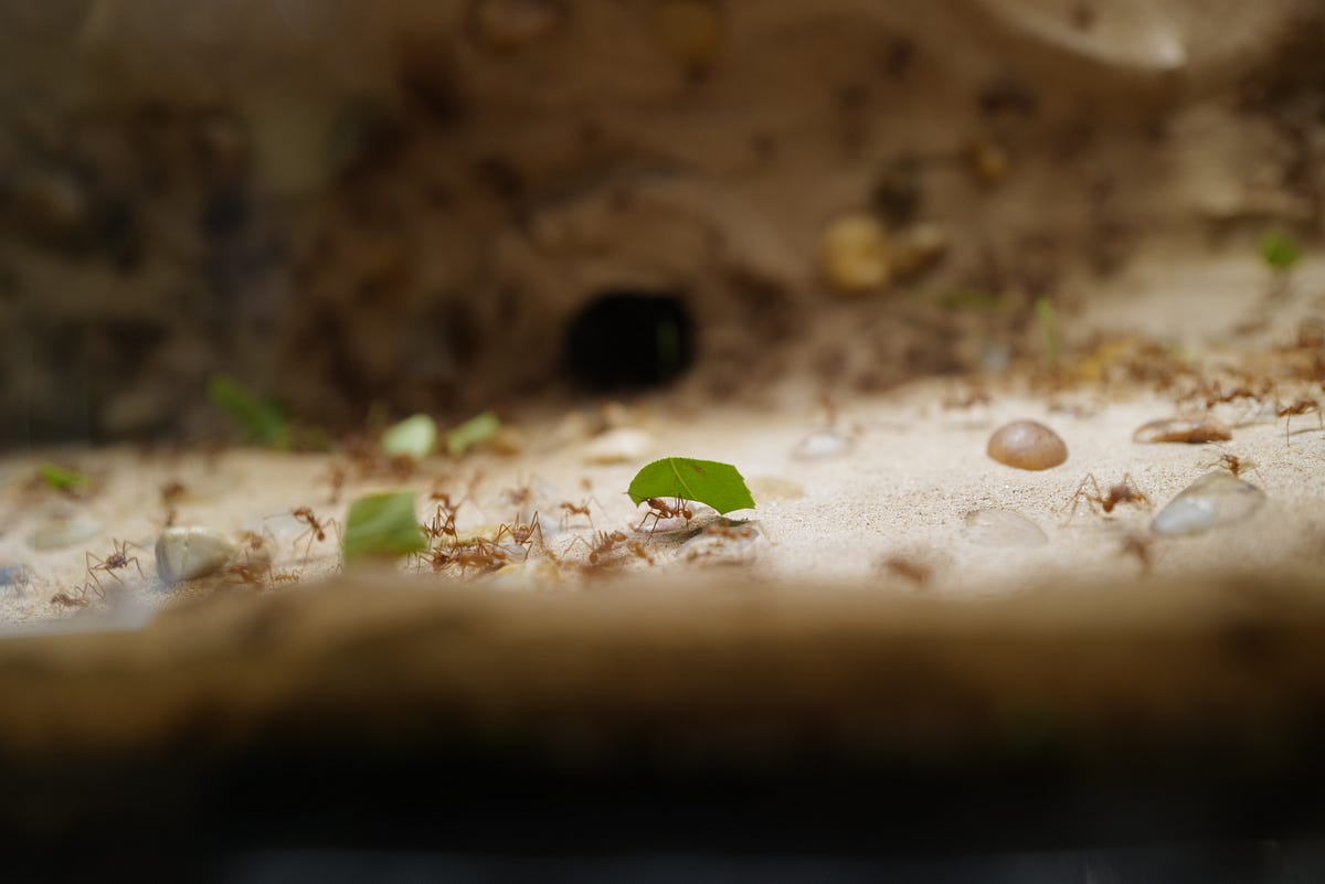 Anthill. Find Out Yourself | by Austin Petti | Scuzzbucket | Medium