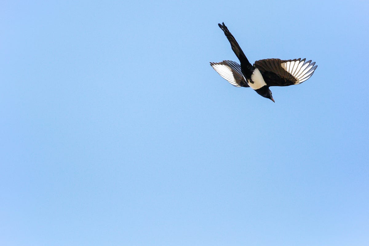 Magpie - 17 Onji — Haiku, Senryu, and Zappai - Medium