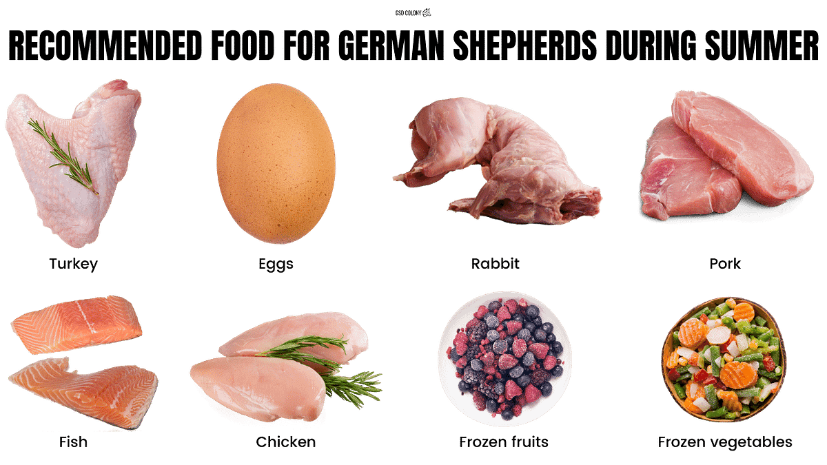 Best Diet for German Shepherd: Top Nutrition Tips | by Hvbuiczq | Jul ...