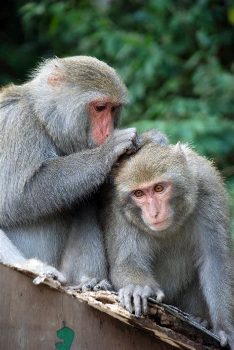 Review: Spectacular Monkey Mountain Tour (Half Day) Escapades | by Uma ...
