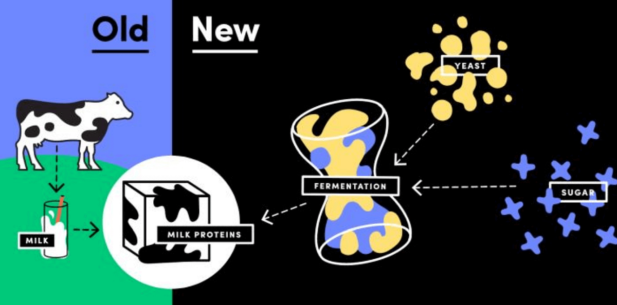 Transforming The Future Of Dairy. Genetically modified yeast | by Maya ...