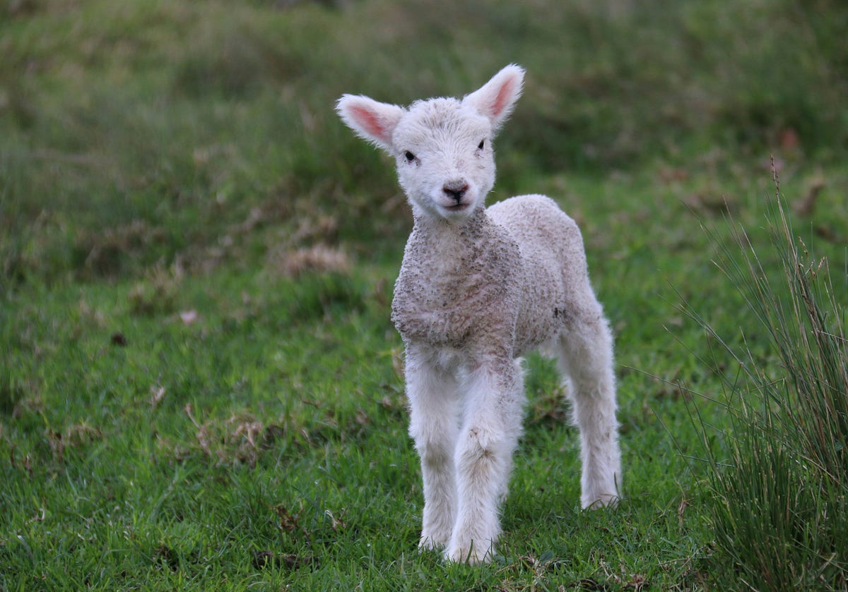 Poor little lambs…. Cringe appetite | by A Shayens Abran | Medium | Be ...