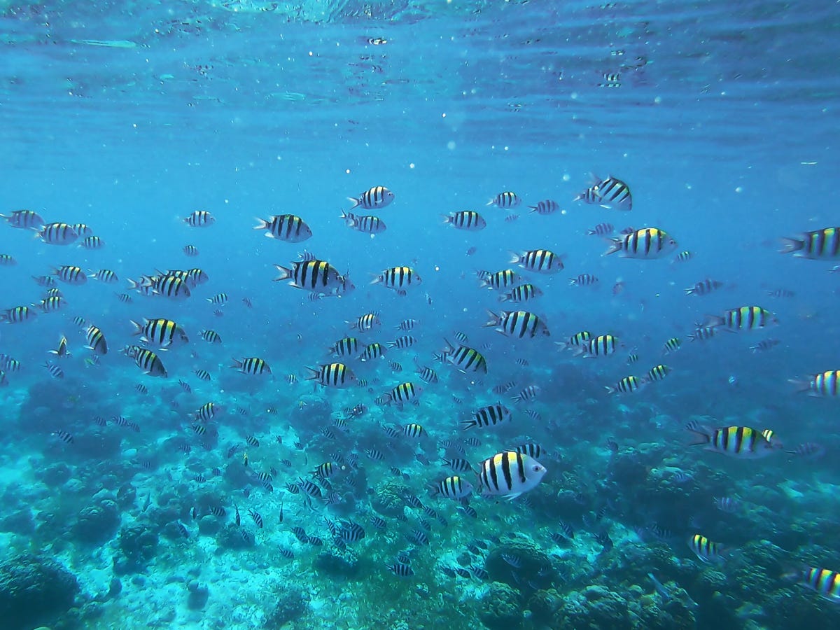 Olango Island: A Hidden Gem & Ecotourism Hub in Lapu-Lapu | Medium