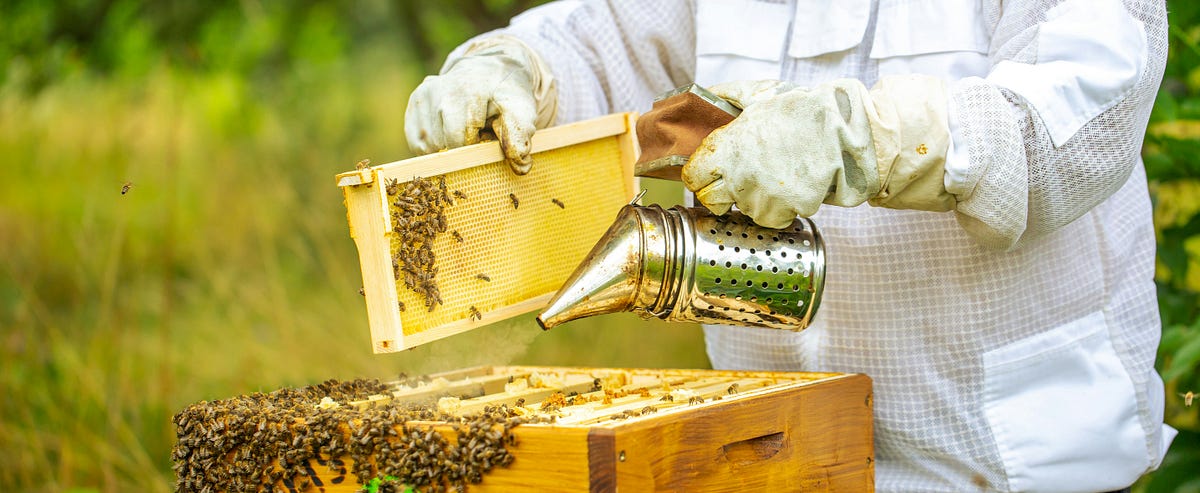 Trailside Beekeeping Lesson. A Morning of Smoke, Honey, and Wonder | by ...