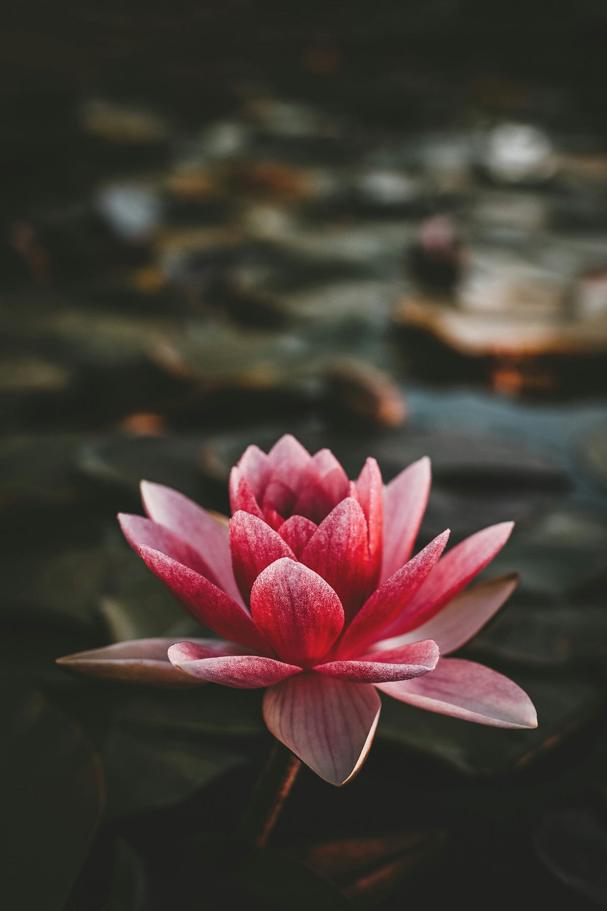 Simple Instructions For A Thousand Petal Lotus Meditation | by Heather ...