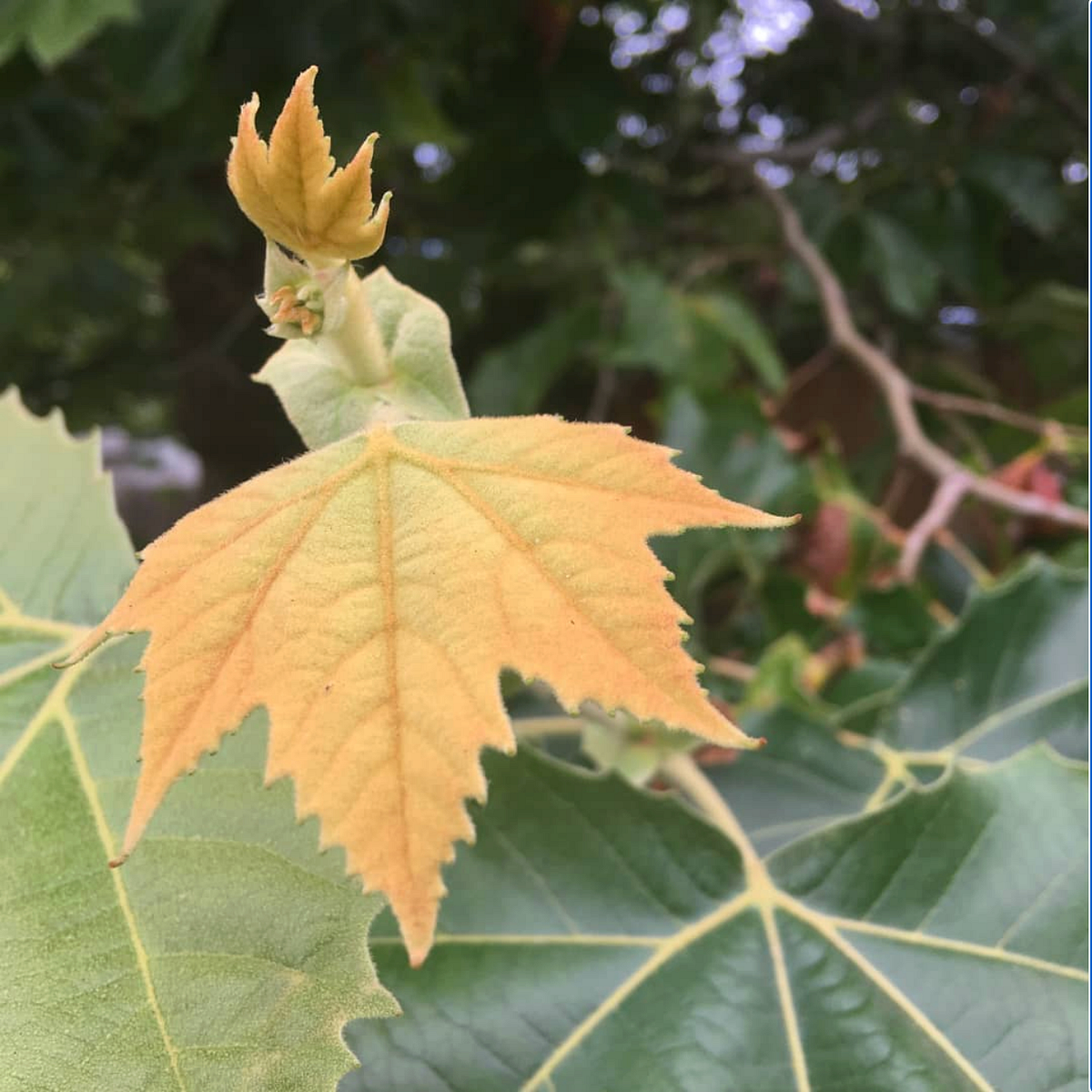 Plants as Deity. My obsession with Kingdom Plantae… | by Ted Grudin ...