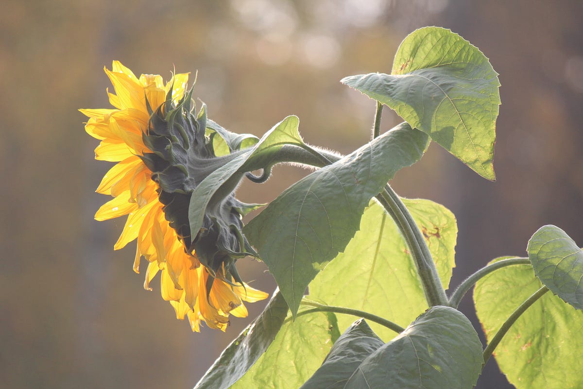 Selective Obedience:. Where We Got It Wrong Doing Church Our… | by ...