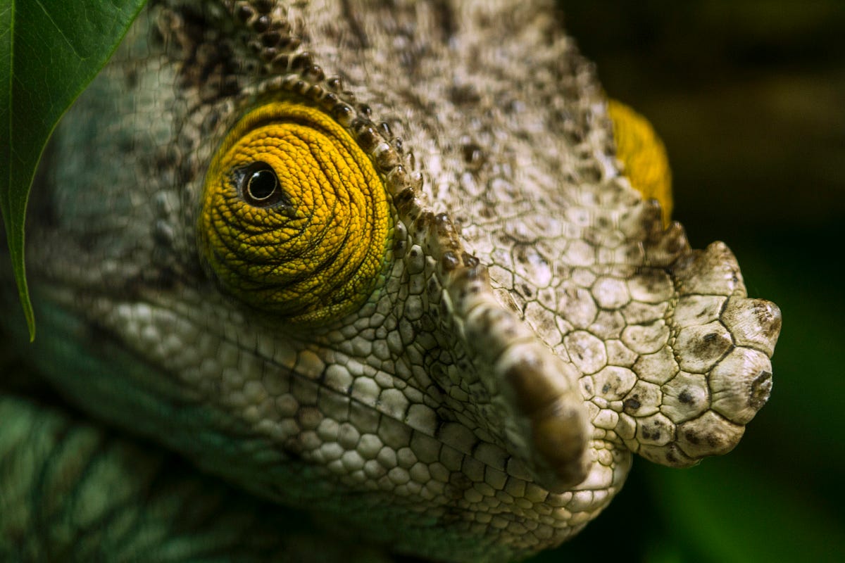 AMAZING LIFE LESSONS FROM NATURE: ADAPT LIKE THE CHAMELEON | by Urban ...