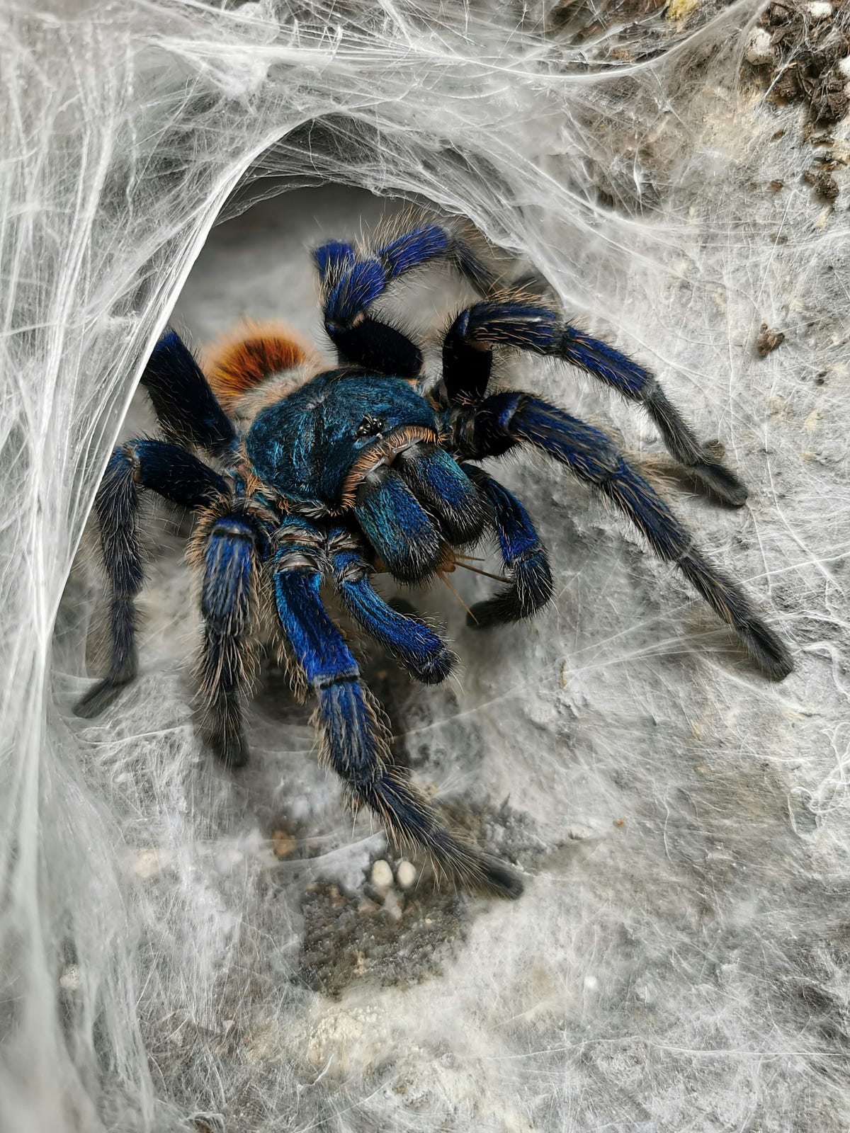 The Enchanting Blue Tarantulas: A Splash of Color in the Spider World ...
