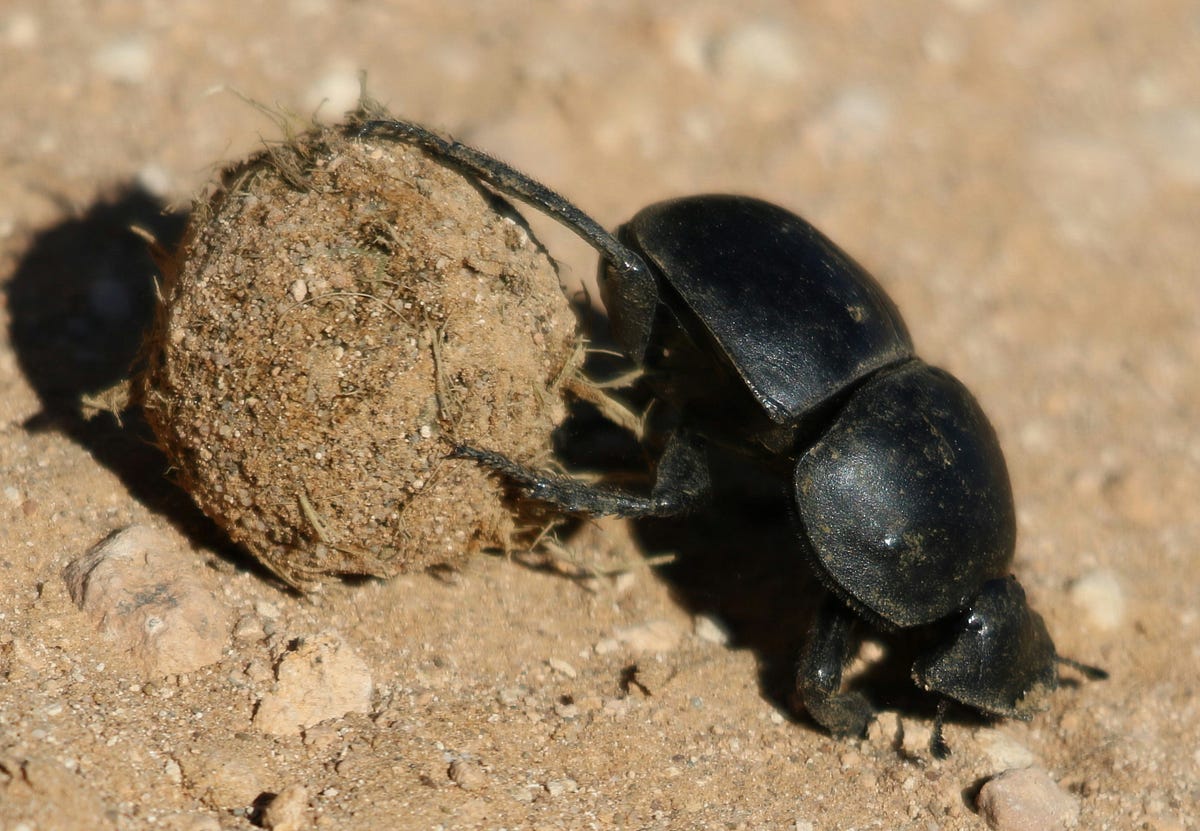 Little Sisyphus. The Parable of The Dung Beetle | by Jackson Sorensen ...
