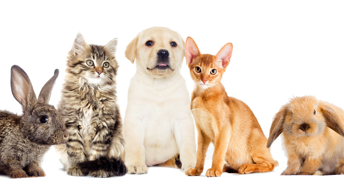 New Pet Owner? Here’s How to Care for Your New Pet | by Kritimamehra ...