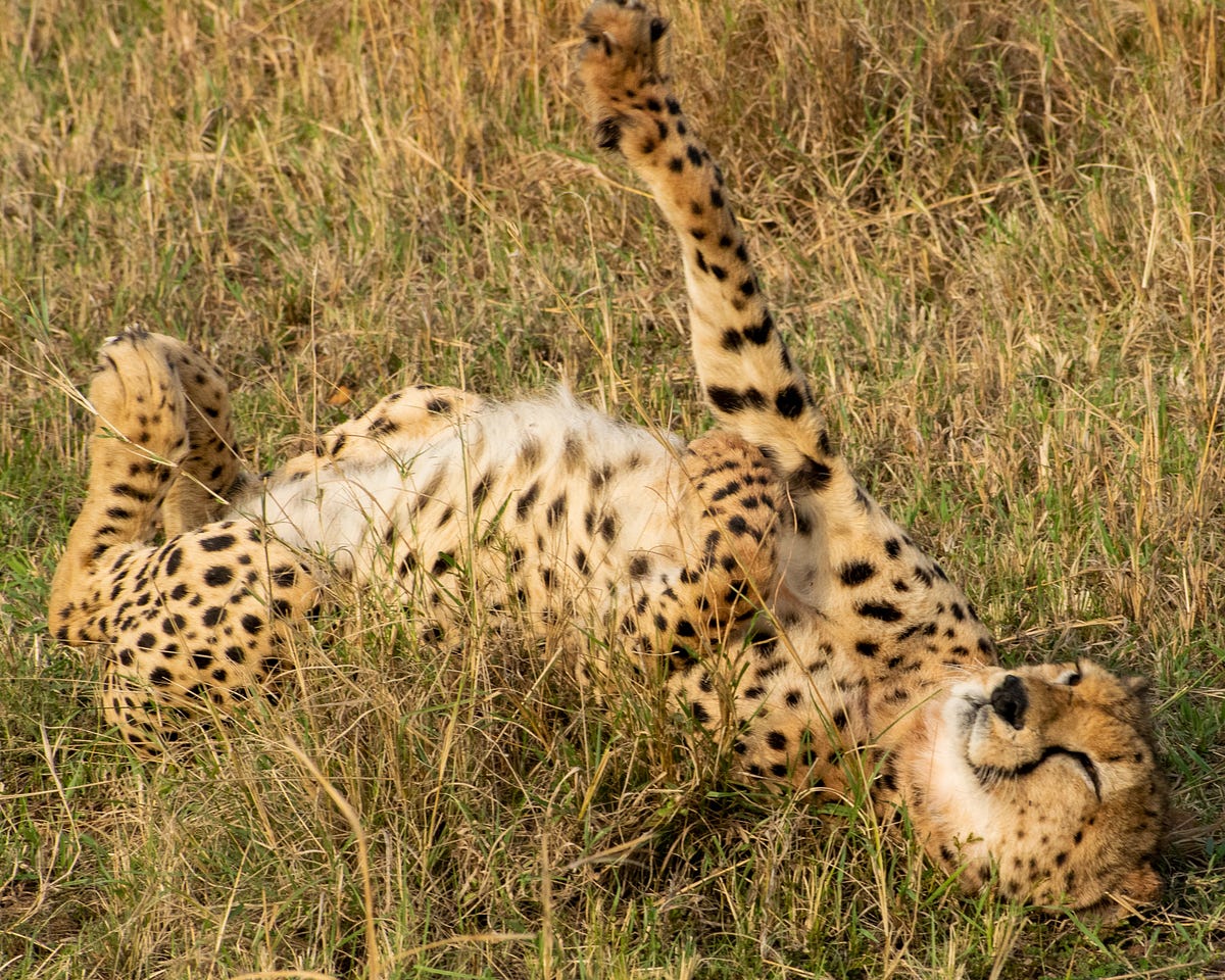 CHEETAH’S FREEDOM RESTORED. Emaciated and covered in mange, the… | by Jayne Coleman | Medium