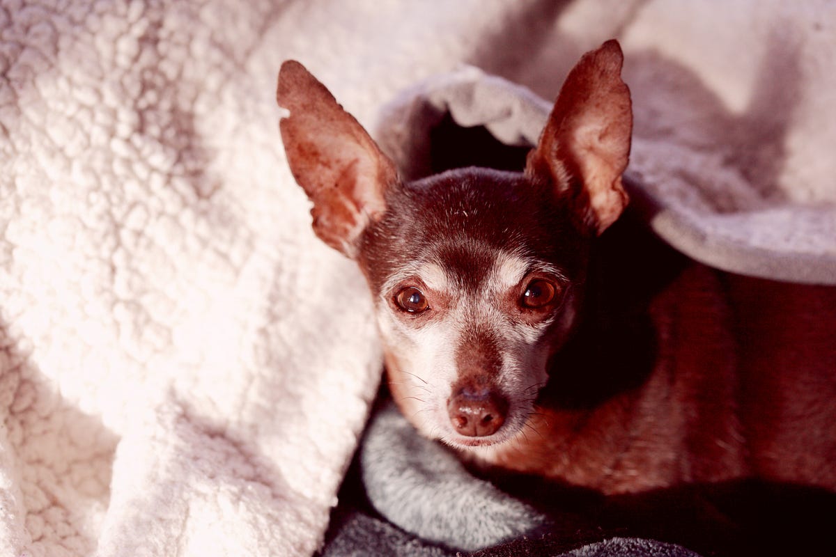 Doggy Dental - Marissa - Medium