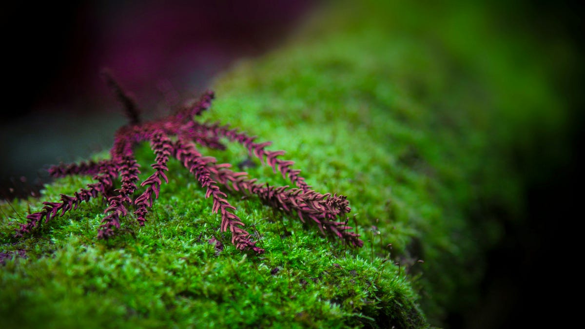 The Magical Properties of Plants. The neglected benefits of plants ...