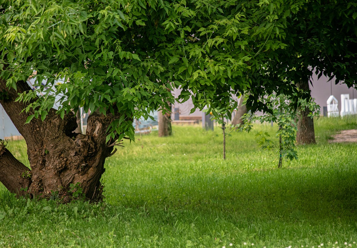 Dendrology. In the study of trees — Flash Fiction | by Ken Damon | Aug, 2024 | Medium