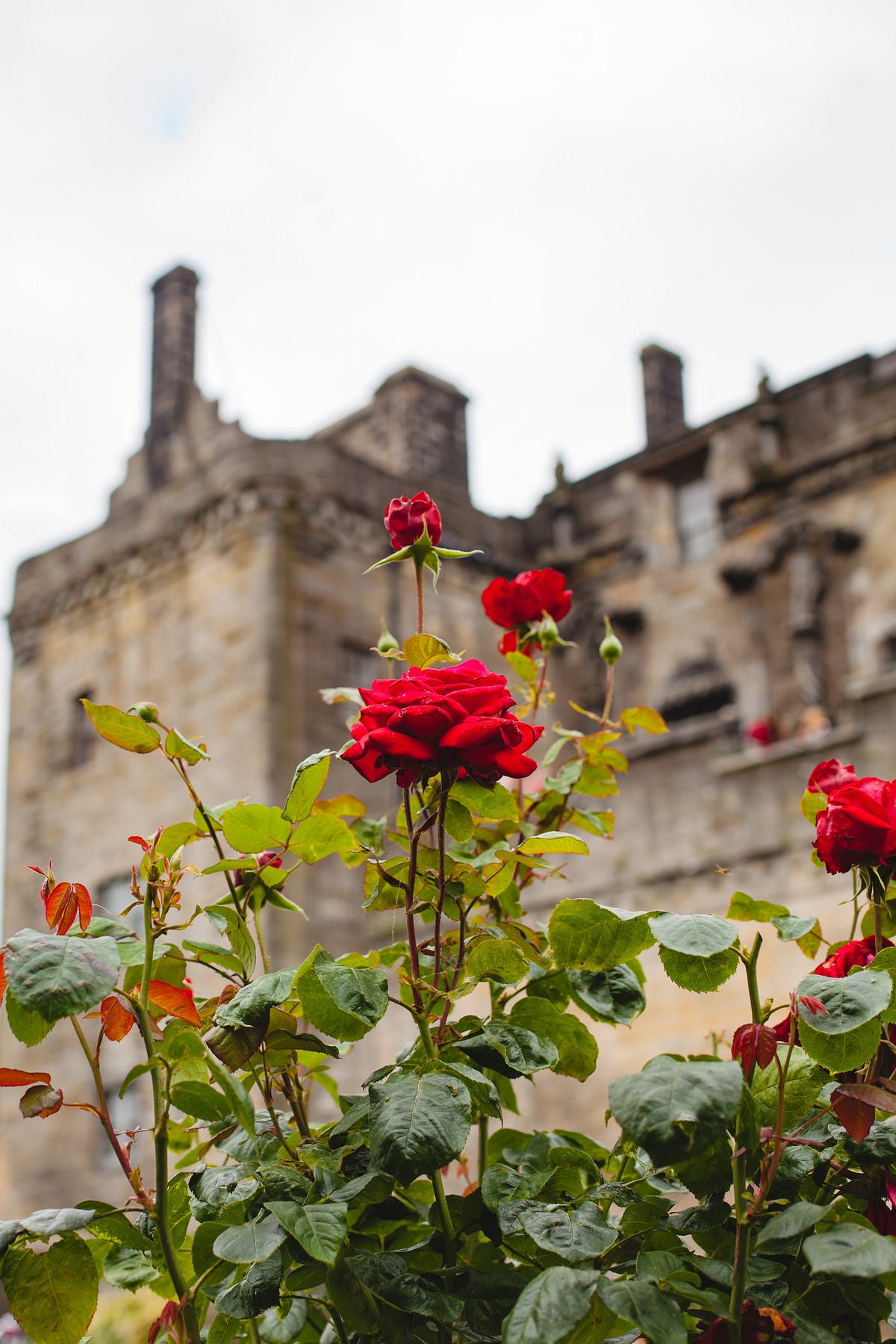 Roses Were Her Favorite - Promptly Written - Medium