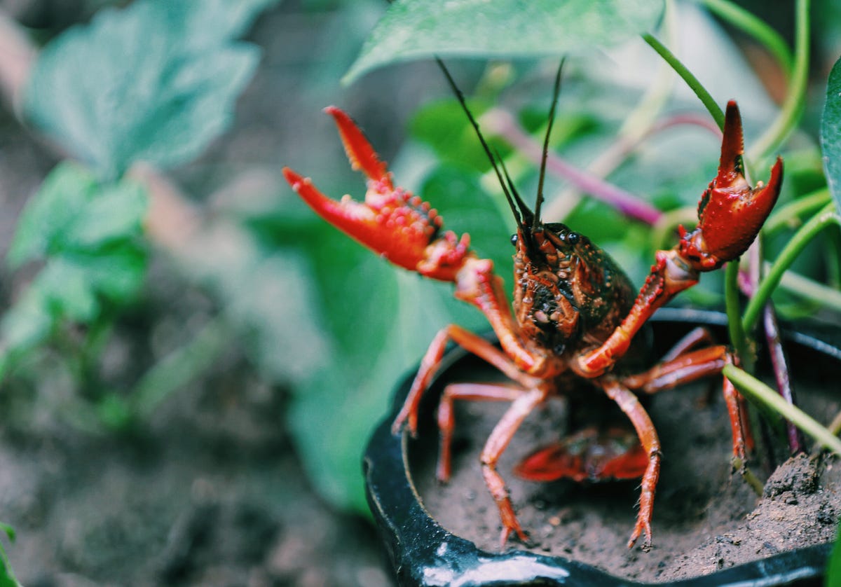 Don’t be a crawfish - Poetry Playground - Medium