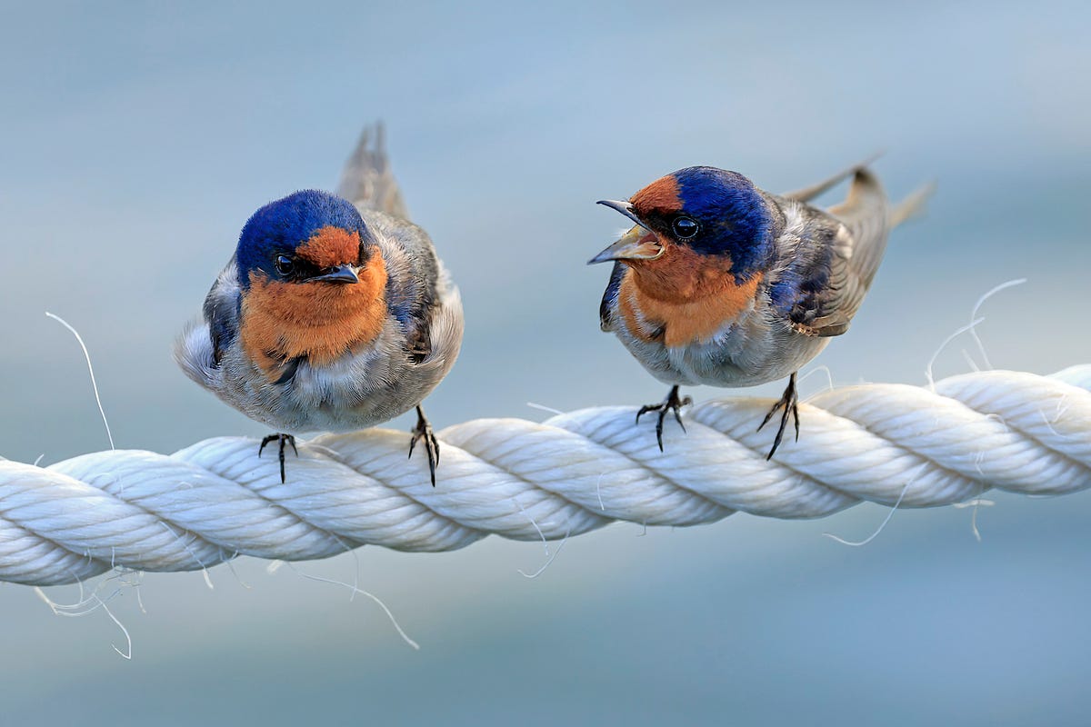 What is the difference between envy and jealousy. | ILLUMINATION