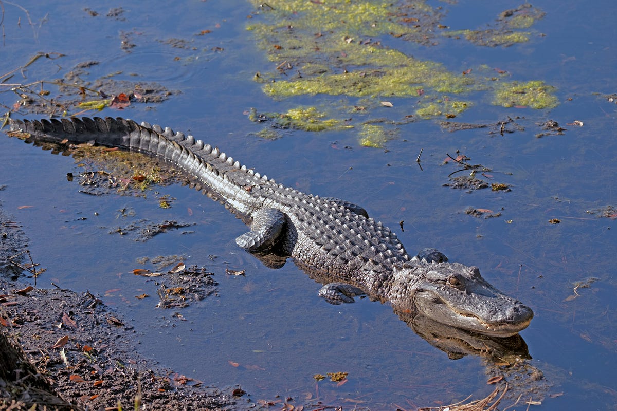 Alligator Alcatraz to Close. Cuz Trump doesn’t pay his bills | by Caren ...