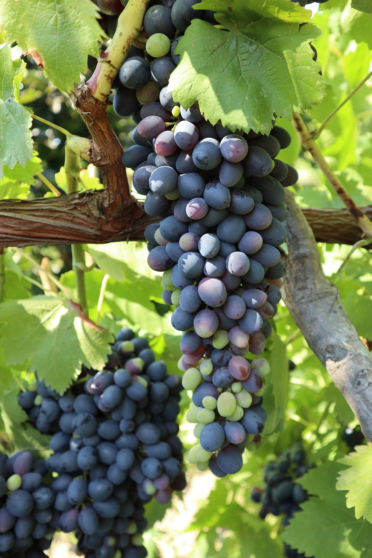 Beside The Budding Vine in Spring | by Lynne Collier | Weeds & Wildflowers | Apr, 2025 | Medium