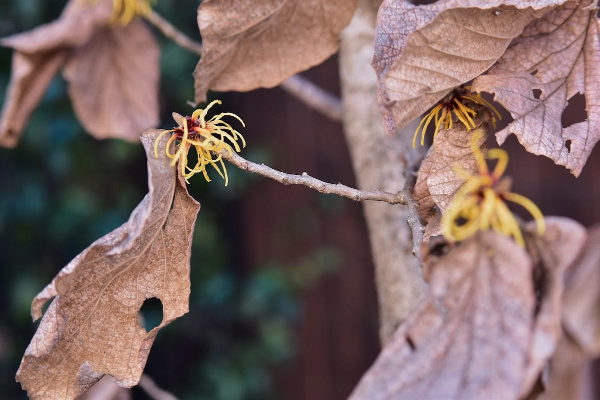 【雑感】「分からない」と並んで座る - takashi fujimura - Medium