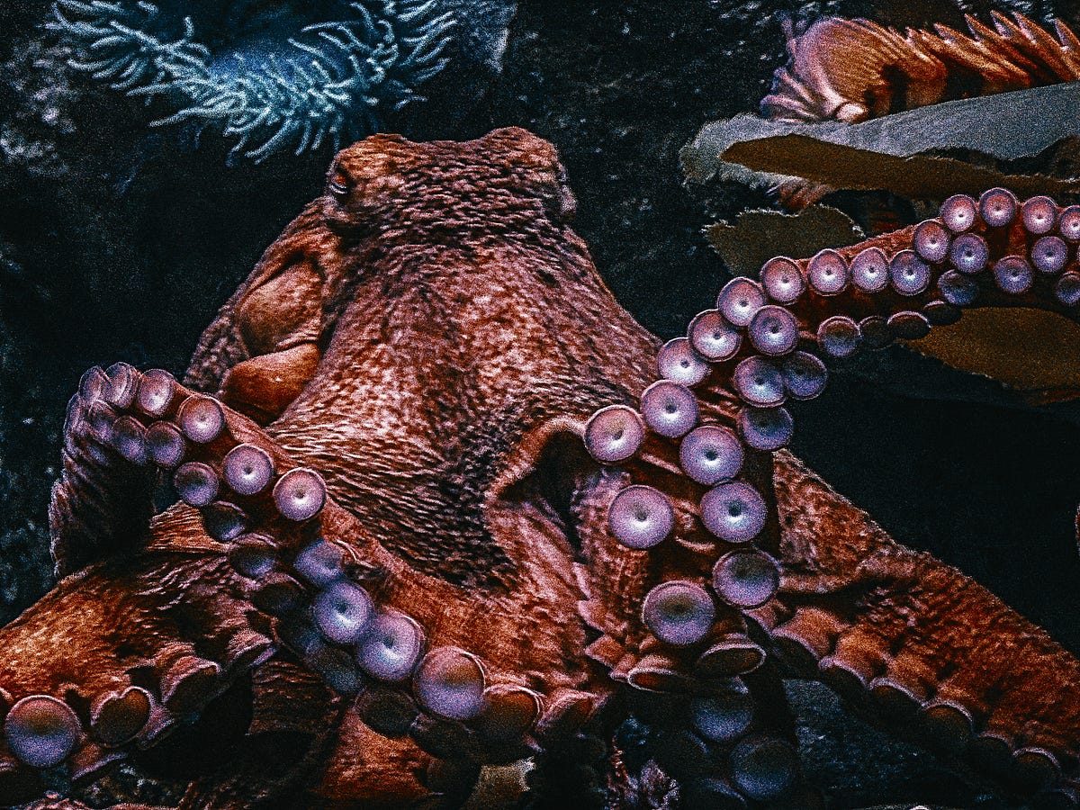 Octopuses are Alien-like Creatures | by Cosmic Wonders | The Daily ...