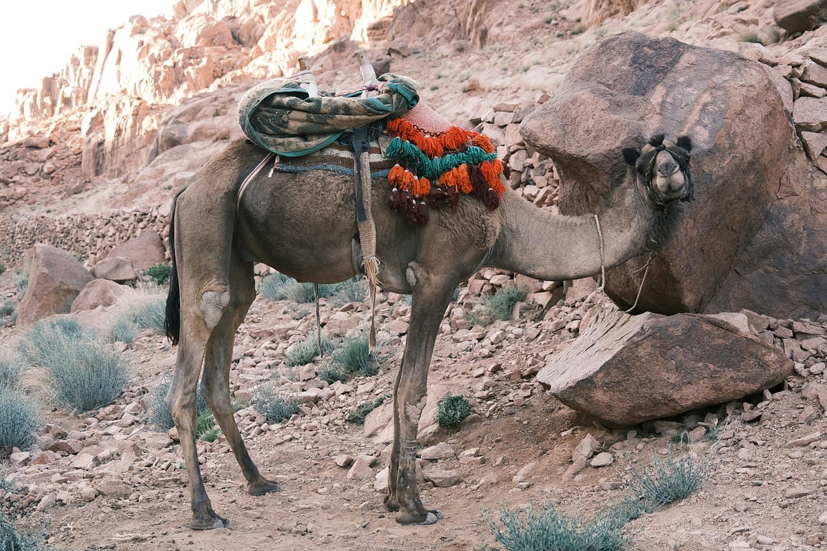 A Lost Camel 🐪. Intelligence Is A Great Blessing Of… | by Nabila Asif ...
