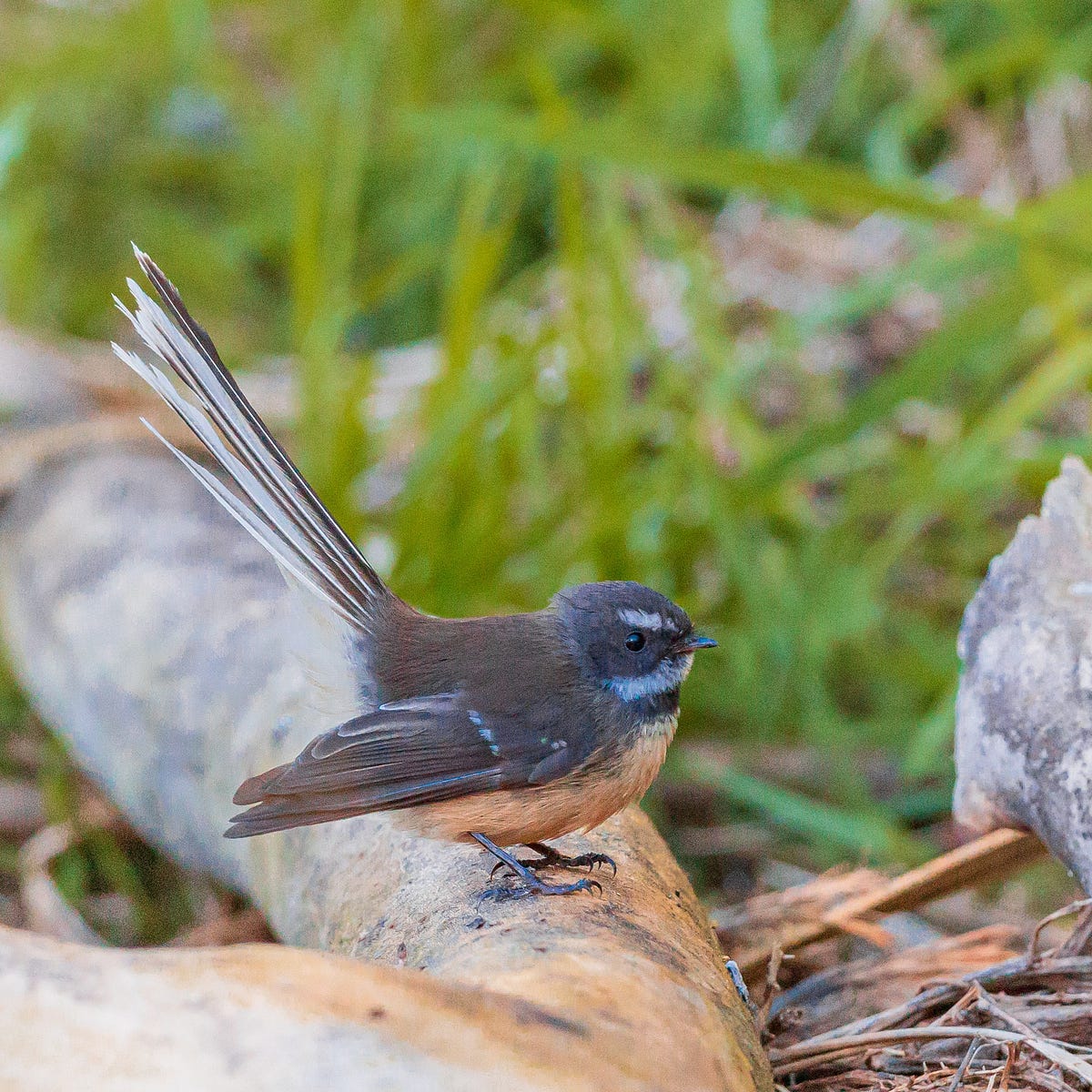 Fantail Delight. Today I was briefly visited by a… | by Pallavi Arora ...