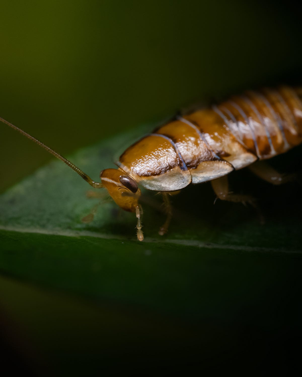 Cockroach theory in personal development | by Aradbranding.Com ...