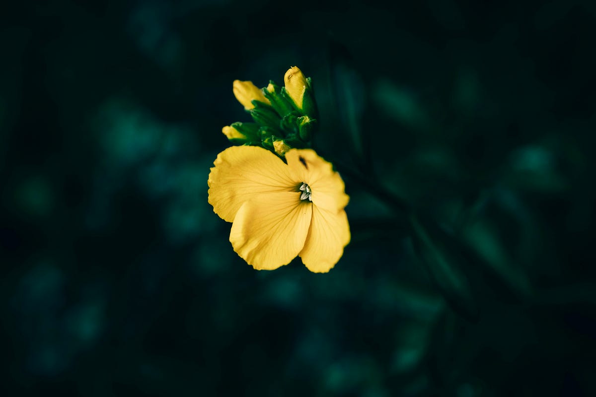 In This Beautiful Garden, Why Is She a Wallflower? - Zen - Medium
