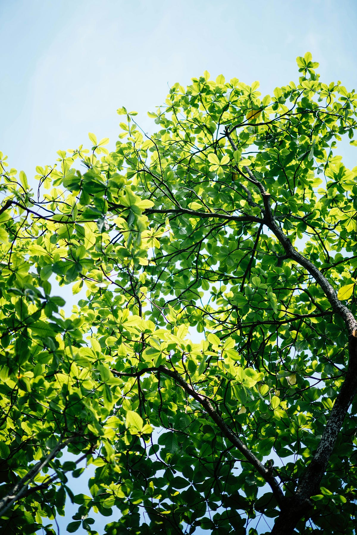 The Untaken Path: Why Every Choice Enriches Us | by Ludovic Michaud ...
