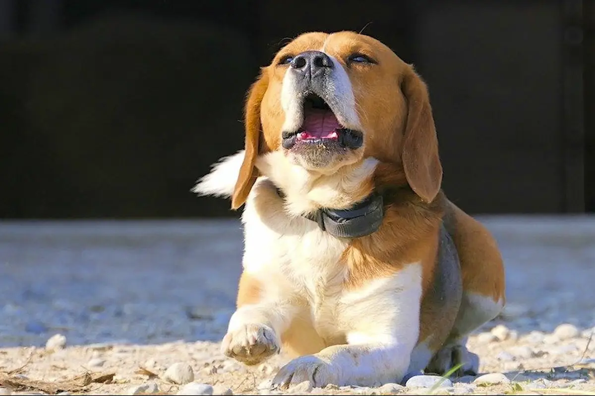 Reverse Sneeze in Dogs. Reverse Sneeze in Dogs | by blogalma | Medium