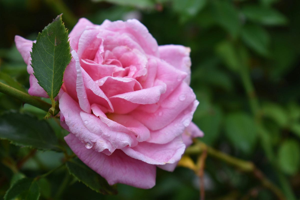 6 laws of maturity. Maturity is not only about age, but… | by Muhamad ...