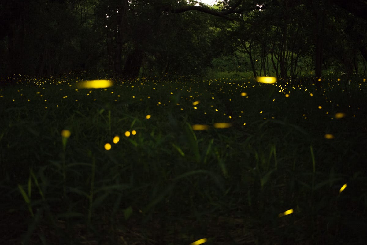 Fireflies. I should’ve made it to 10. | by Maryam Zaidi | Medium